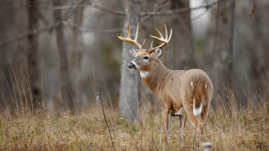 Wild Game Processing - Prem Meats