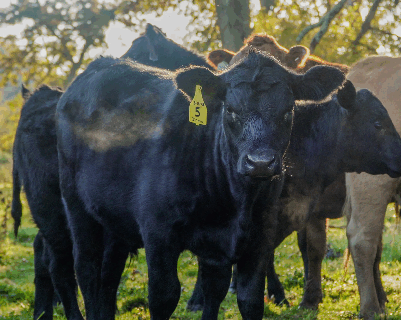 Press Release 120623 - Prem Meats